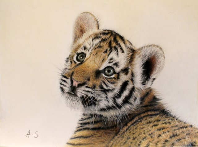 Tiger pencil drawing store